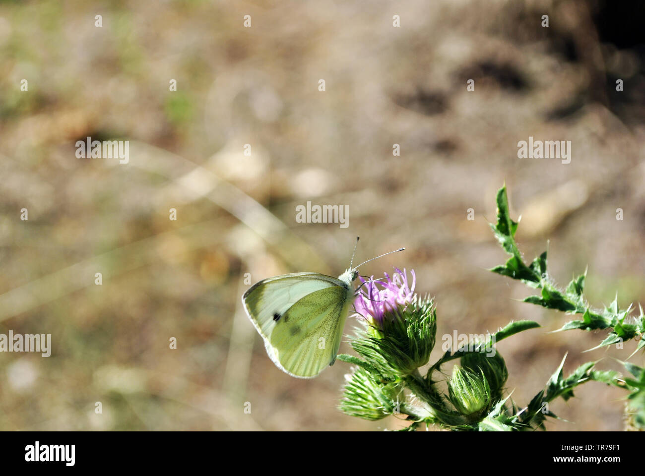 Female white cabbage moth hi-res stock photography and images - Alamy
