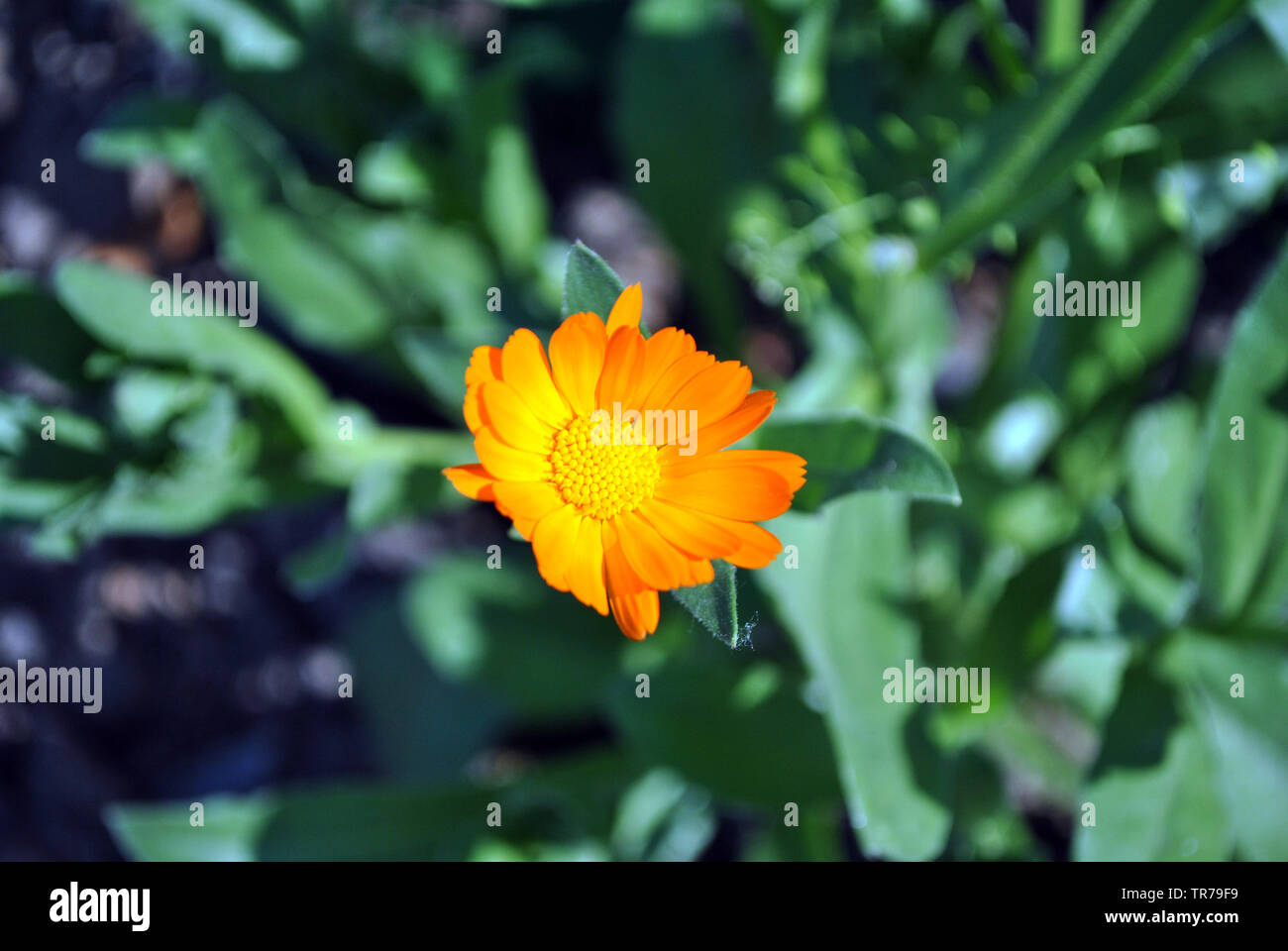 Calendula stem with flowers and leaves, top view, soft blurry ...