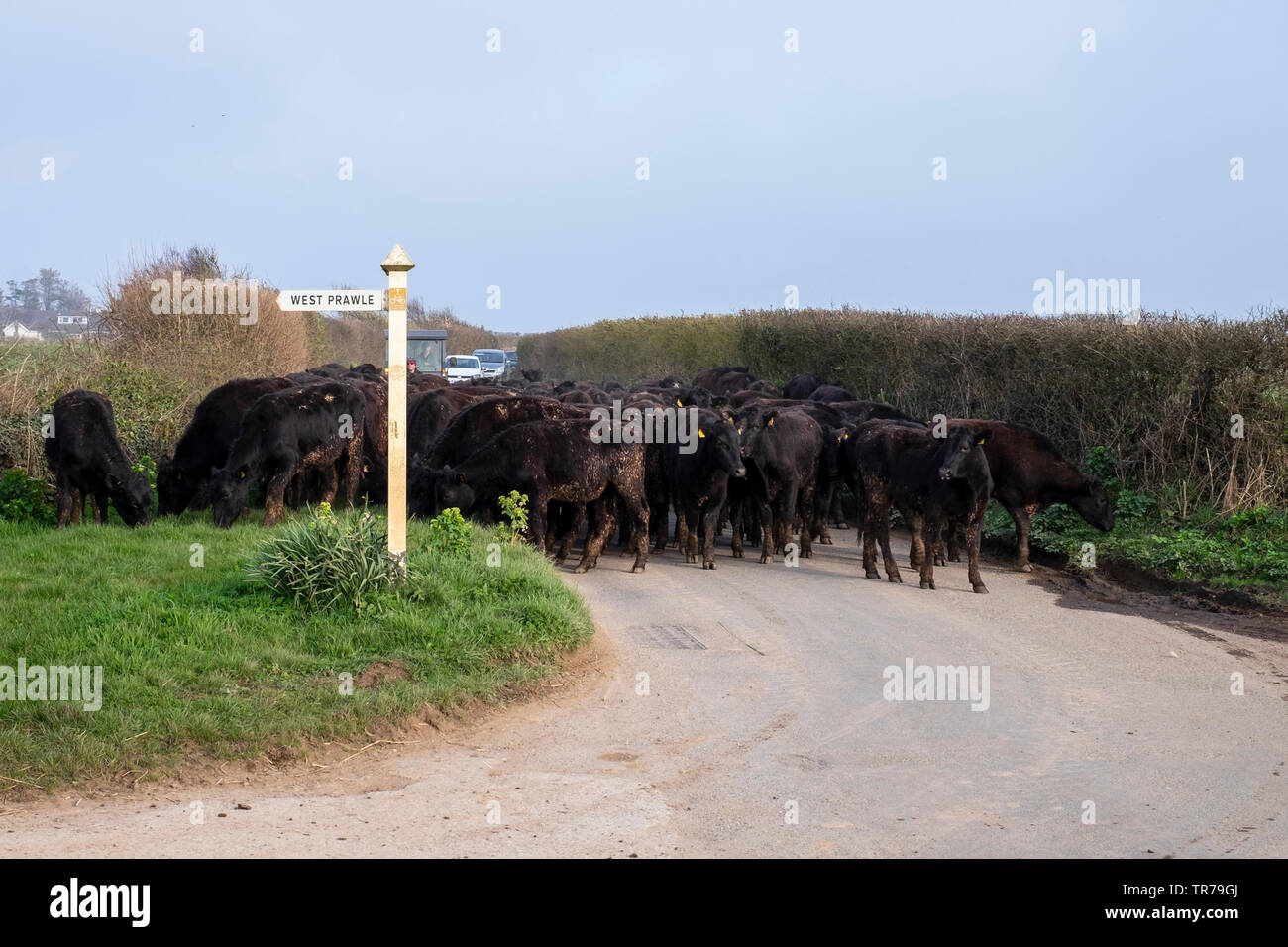 Cows being moved along road in Devon Stock Photo - Alamy