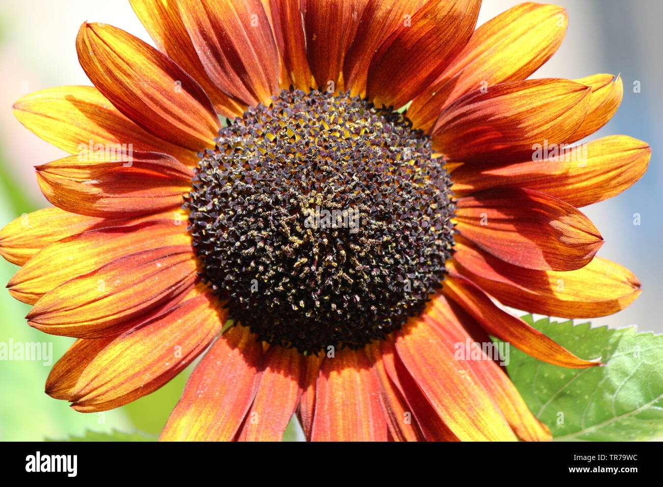 Fire sunflower hi-res stock photography and images - Alamy