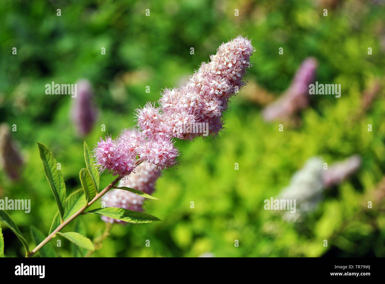 Buddleja davidii (summer lilac, butterfly-bush, orange eye) bush with ...