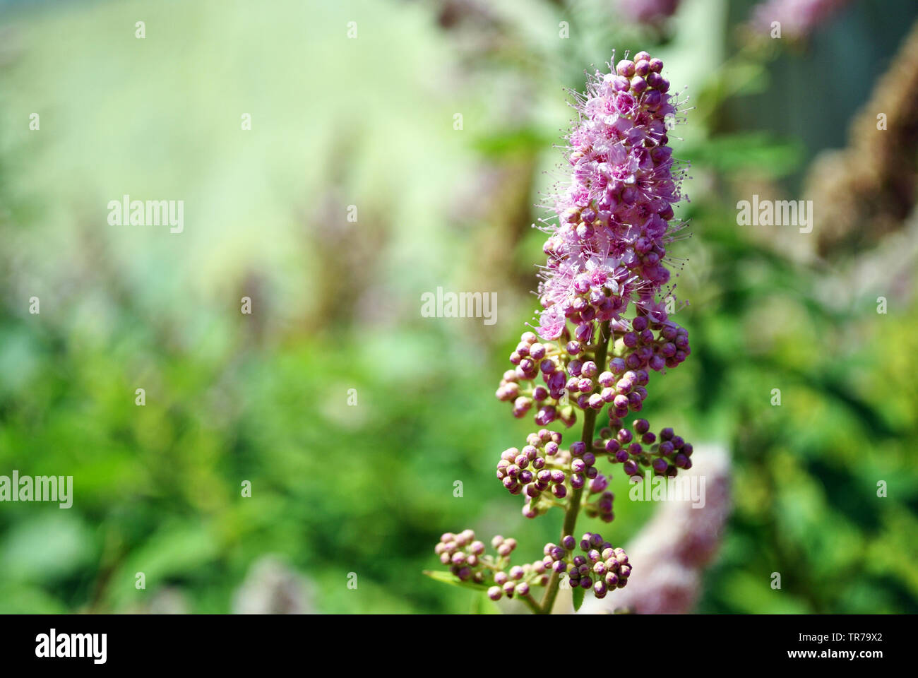 Buddleja davidii (summer lilac, butterfly-bush, orange eye) bush with ...