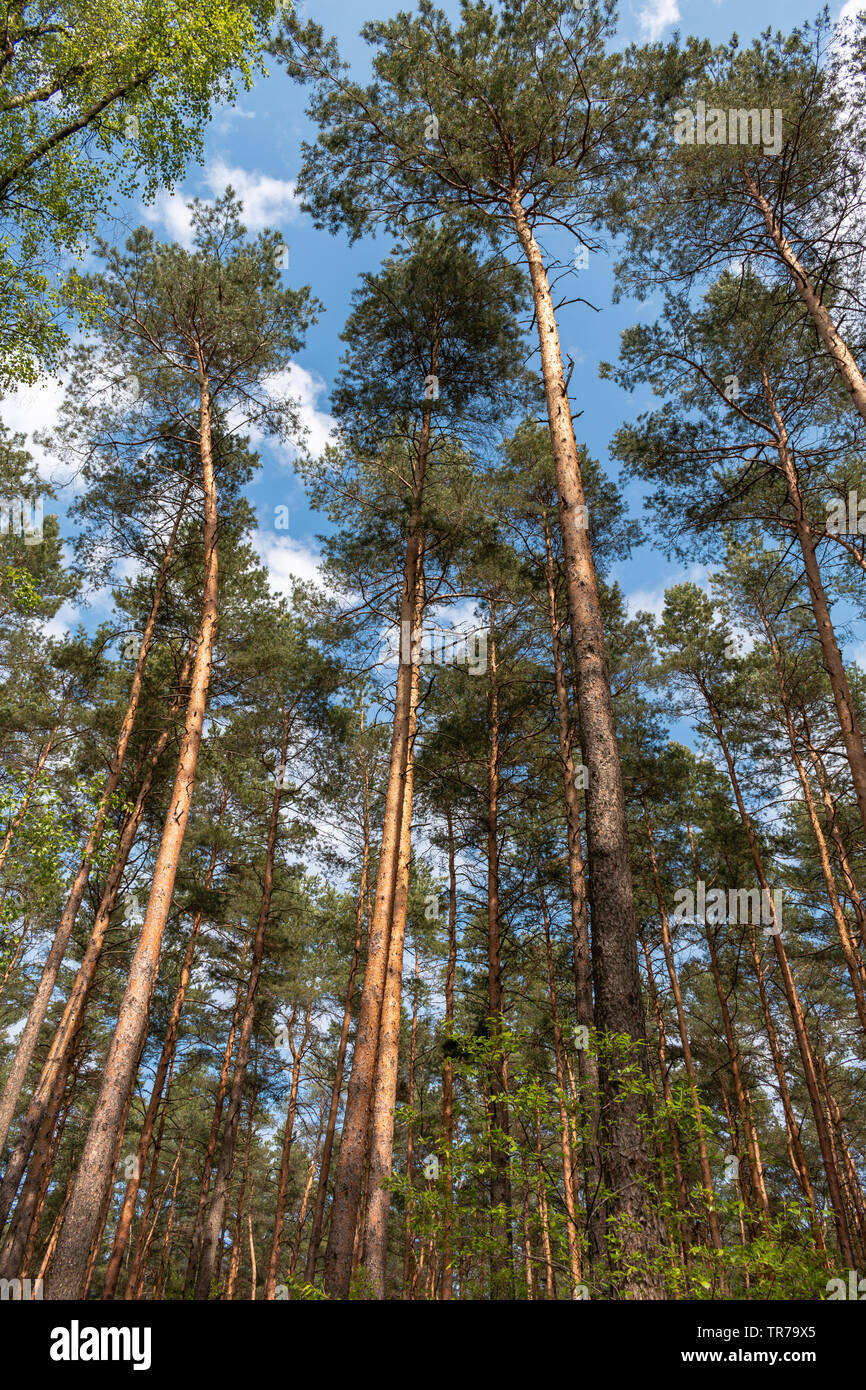 Scots pine, Pinus sylvestris, sometimes called Scotch Pine, is a native ...
