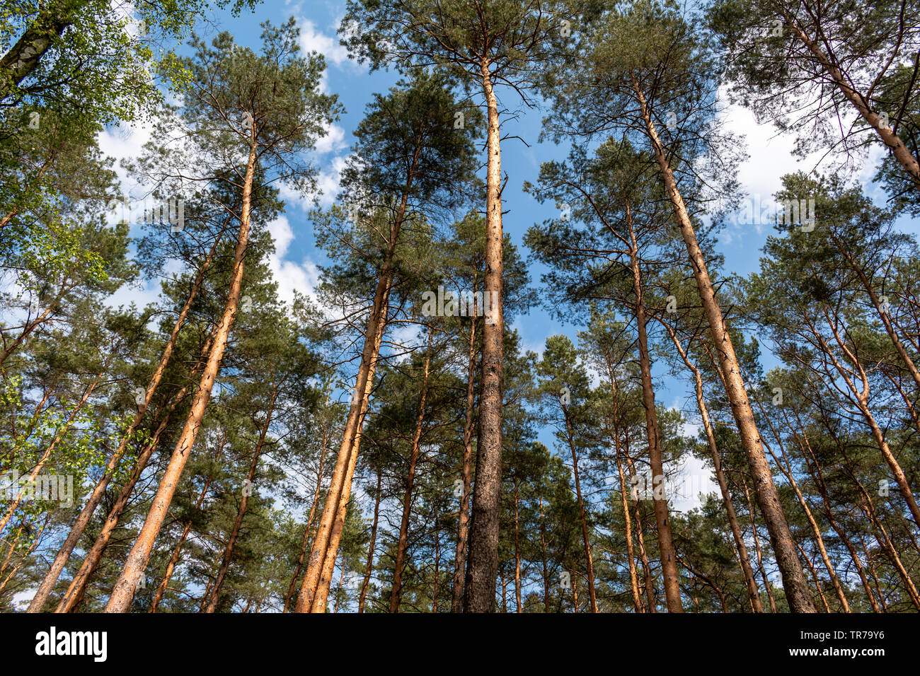 Scots pine, Pinus sylvestris, sometimes called Scotch Pine, is a native ...