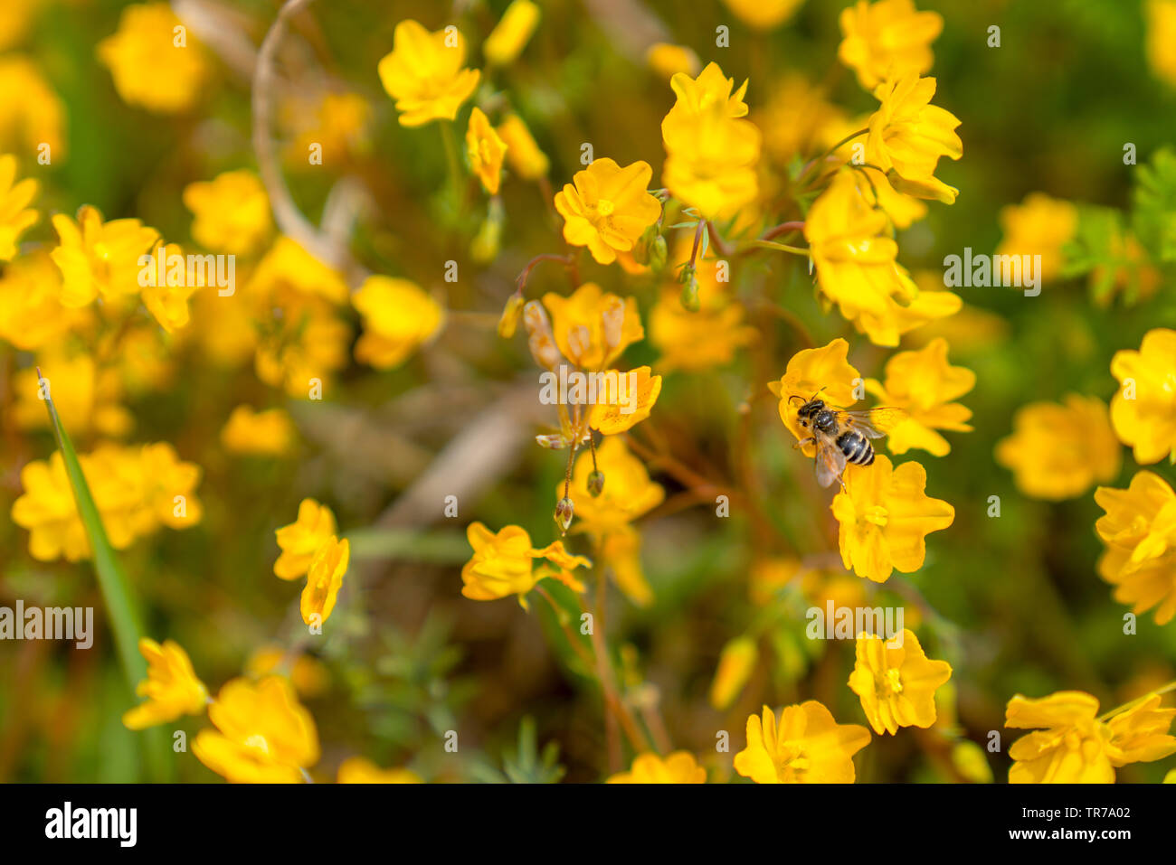 One bee on yellow flowers, background, texture Stock Photo - Alamy