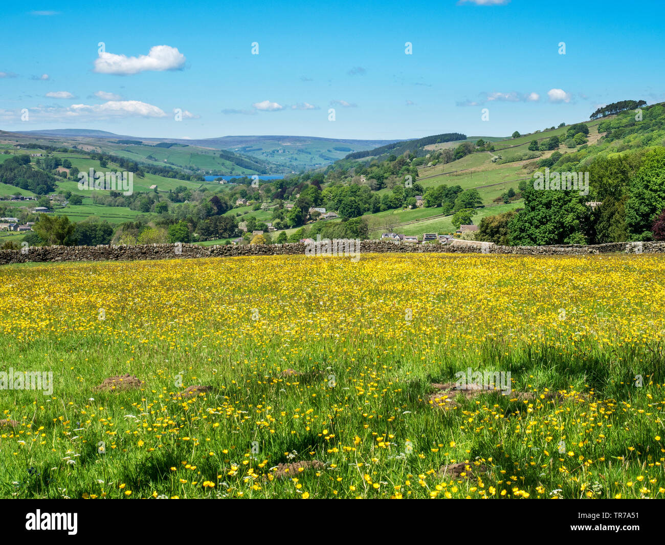 Wildflower meadow walk yorkshire hi-res stock photography and images ...