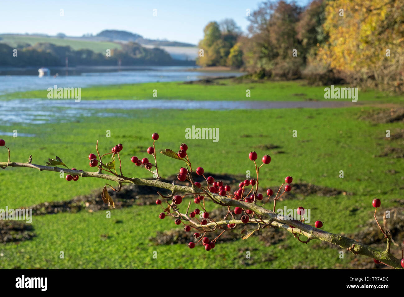 Frosty autumnal morning on the estuary at Frogmore, South Devon Stock ...