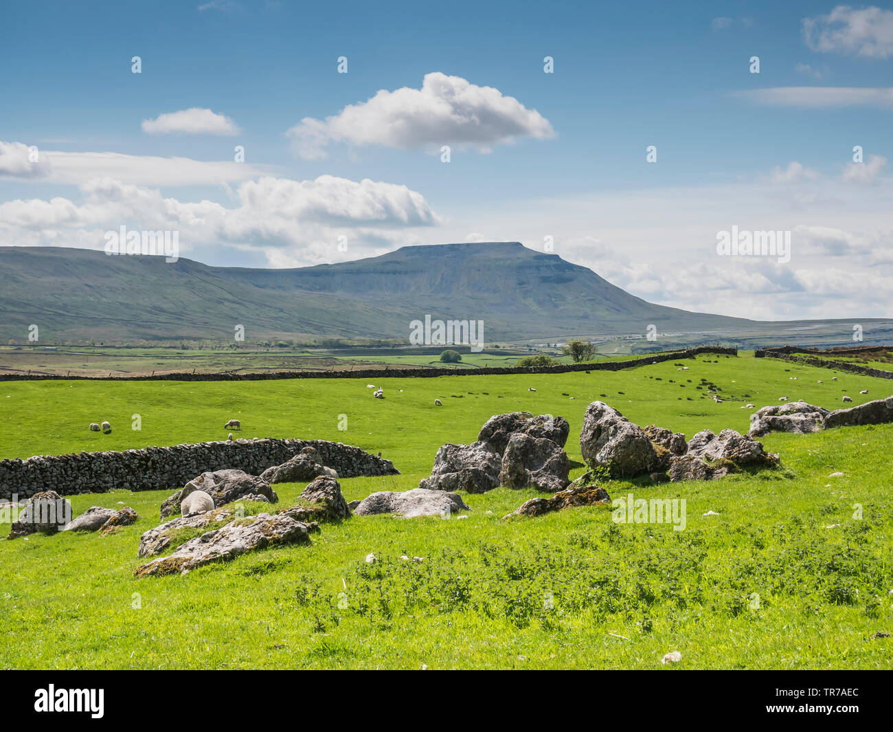 The Yorkshire Dales mountain of Ingleborough, one of three mountains to ...