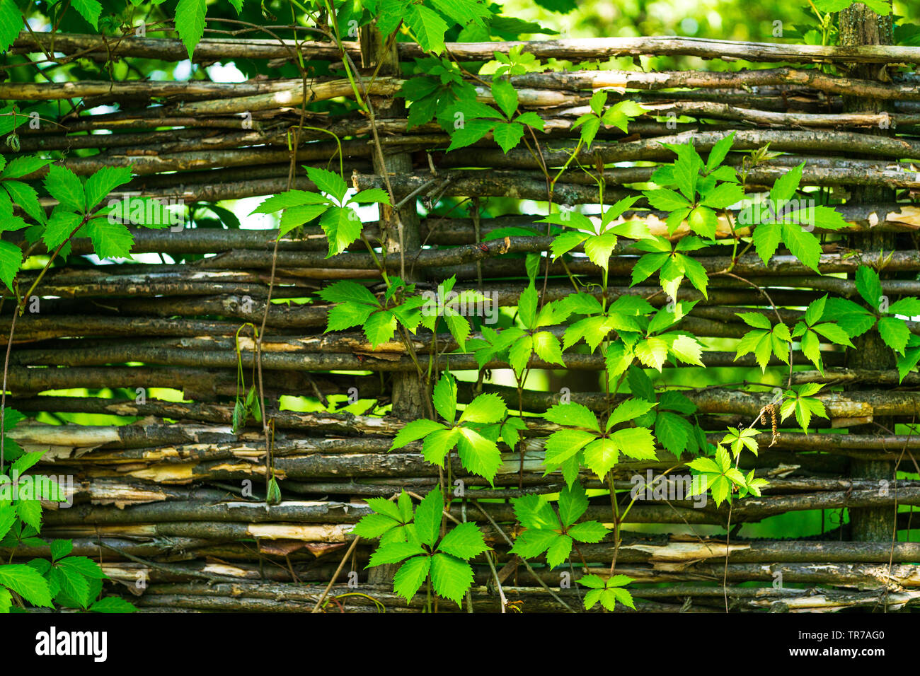 background hedge with green plants Stock Photo - Alamy