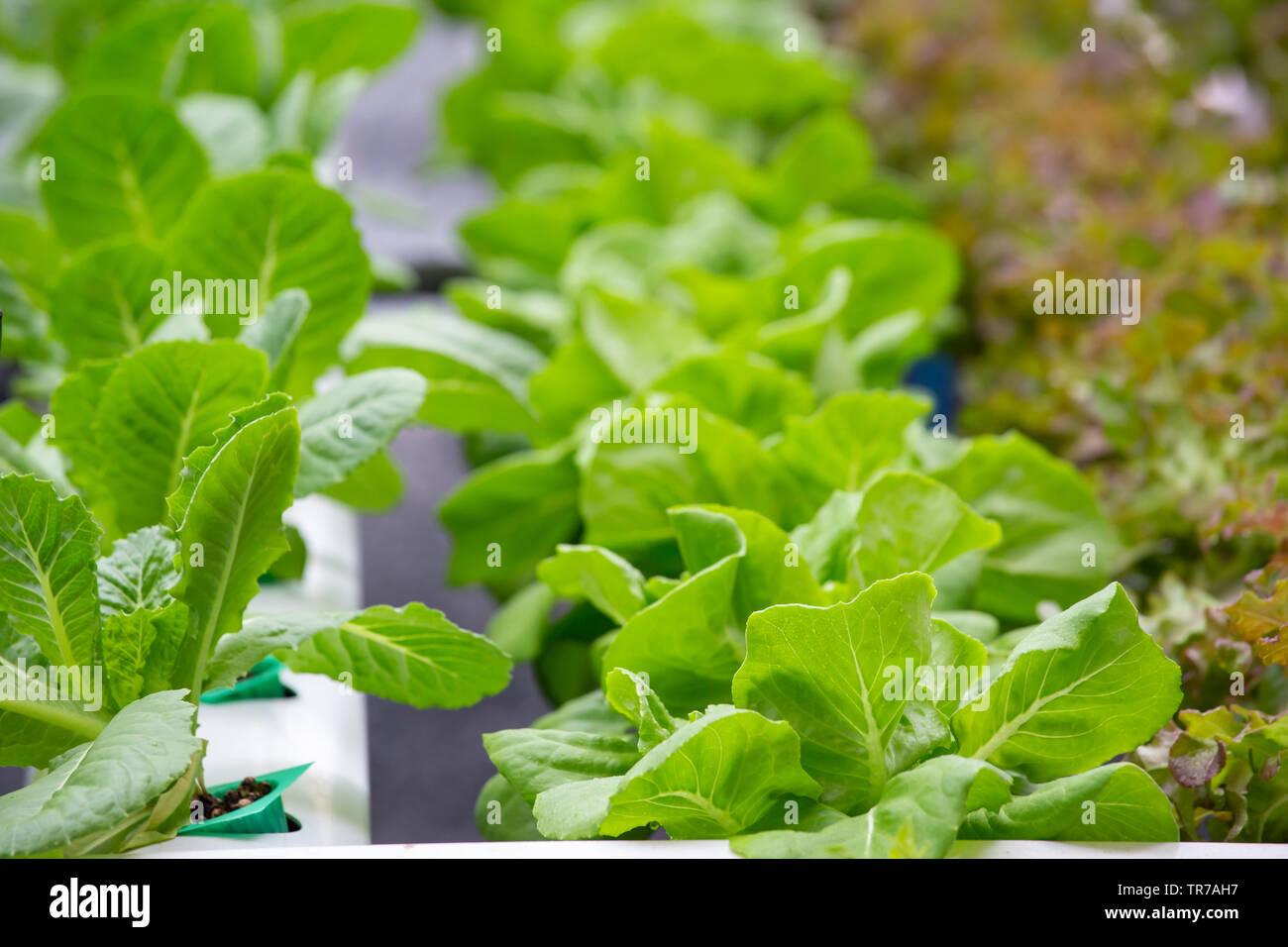 Organic Vegetables in organic farm. Vegetable farm Stock Photo - Alamy