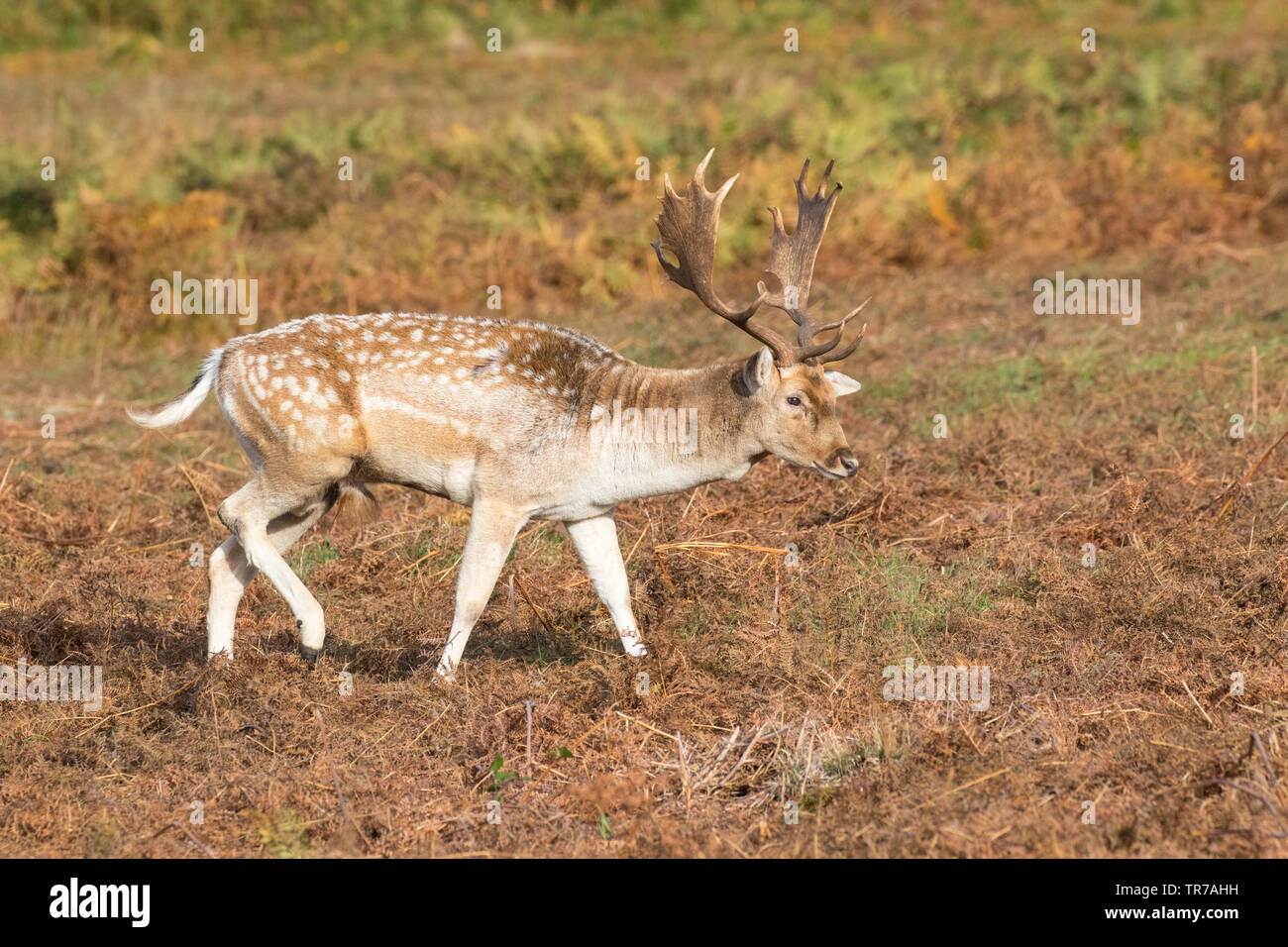 Male fallow deer taken in Richmond Park, Surrey Stock Photo - Alamy
