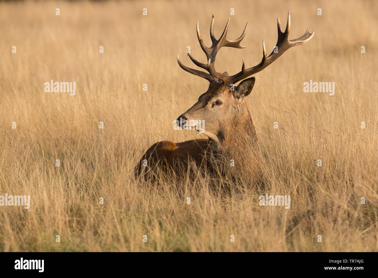 Male red deer taken in Richmond Park, Surrey Stock Photo - Alamy