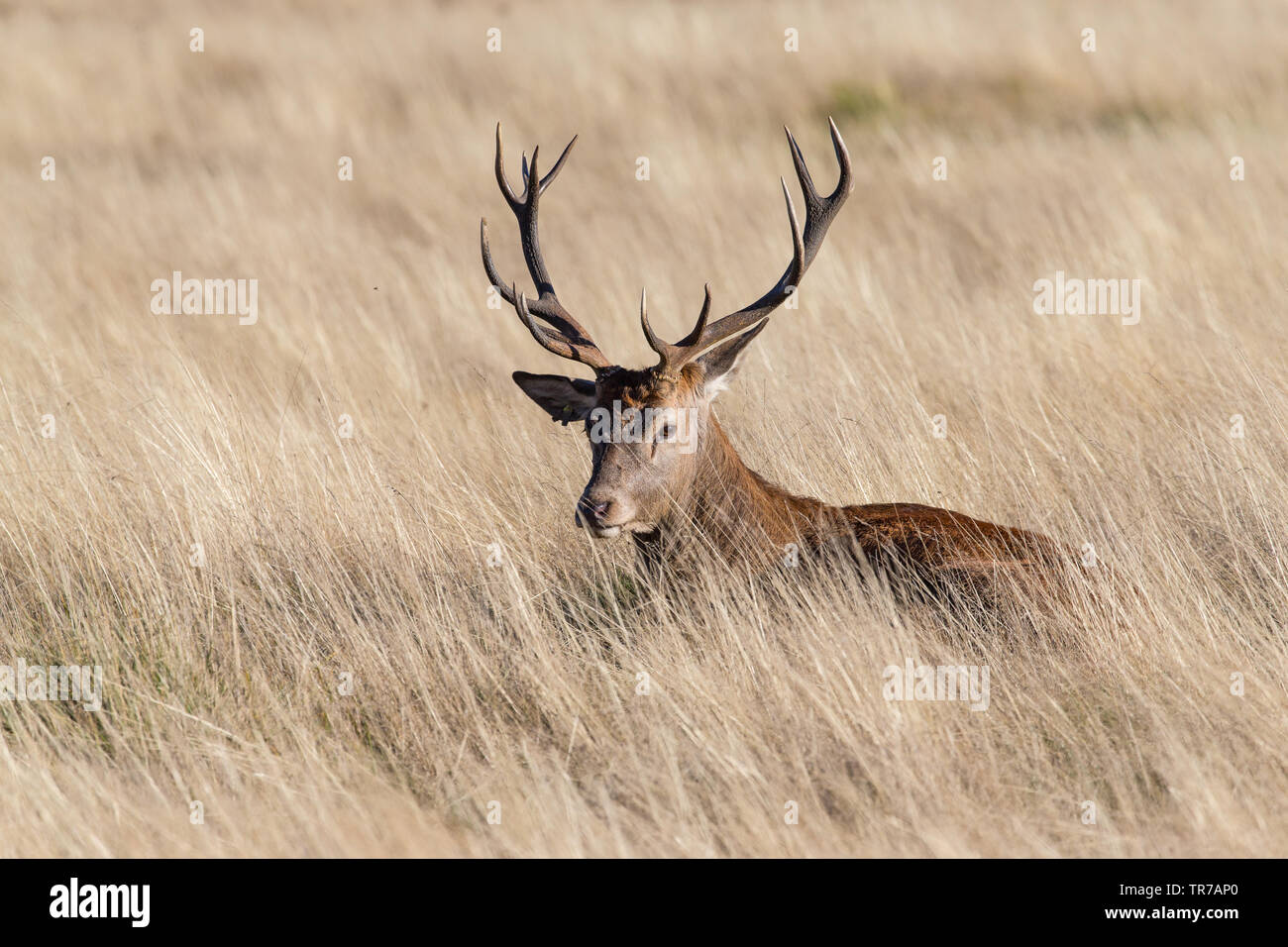 Male red deer taken in Richmond Park, Surrey Stock Photo - Alamy
