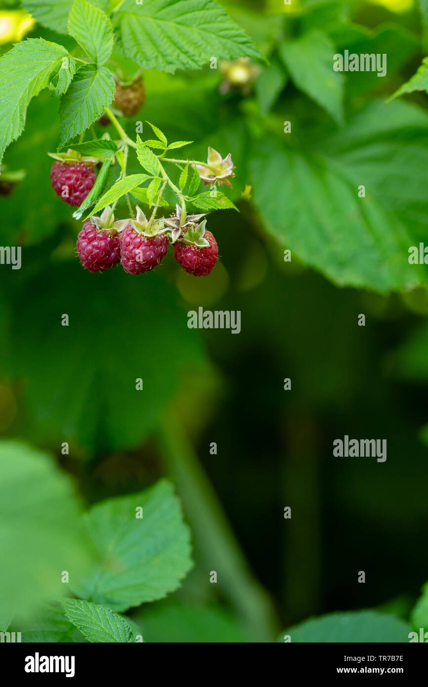 Red raspberry plants in garden Stock Photo - Alamy