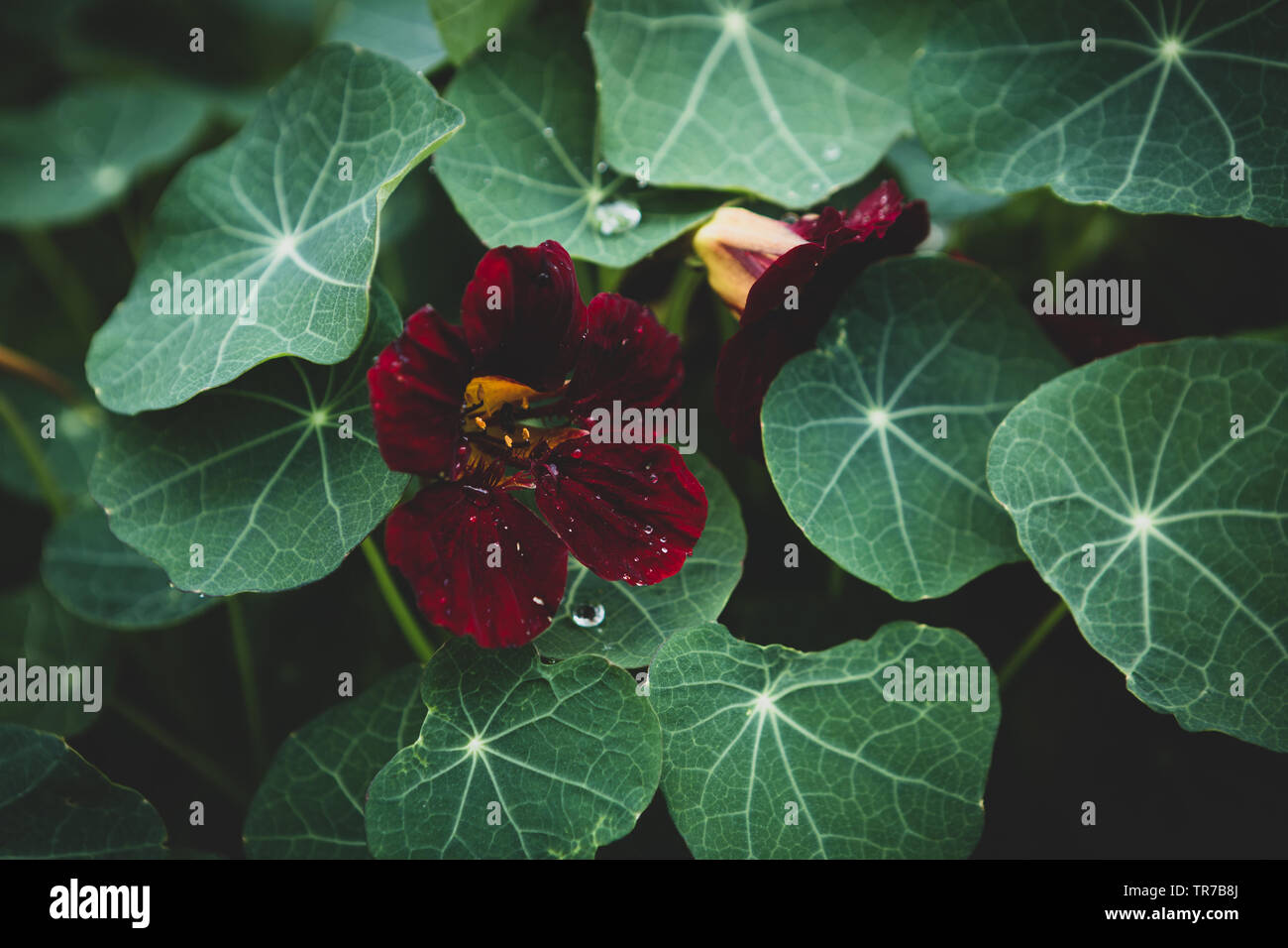 Nature green background with red flower Stock Photo - Alamy