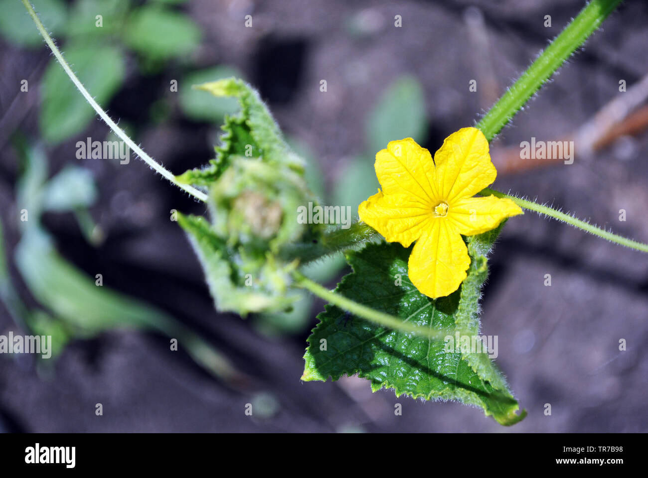 Cucumber plant growing, leaves and flower on stem, close up detail top ...