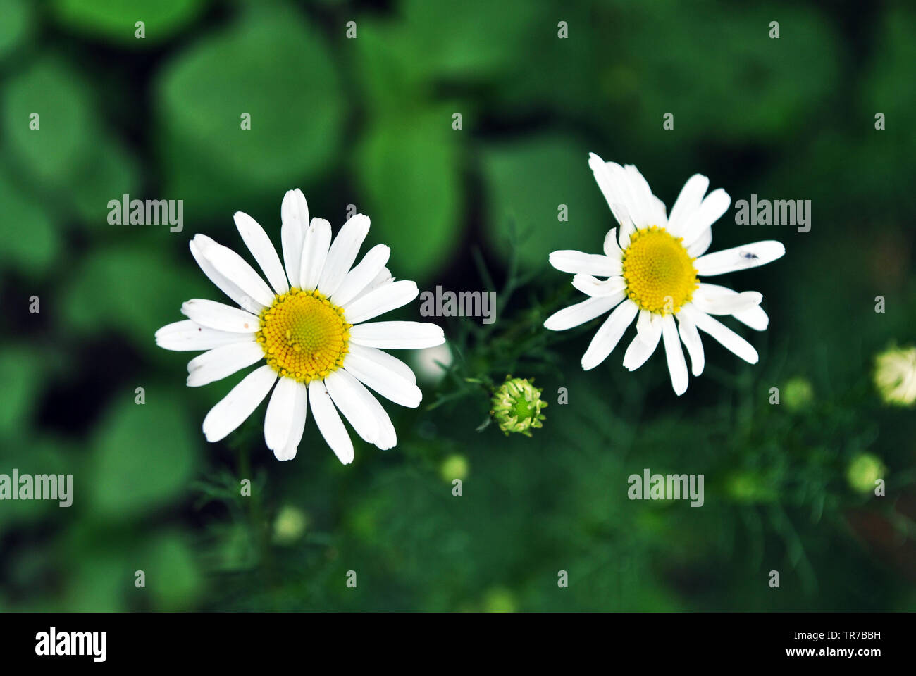 Bellis perennis (common daisy, lawn daisy or English daisy) two flowers ...