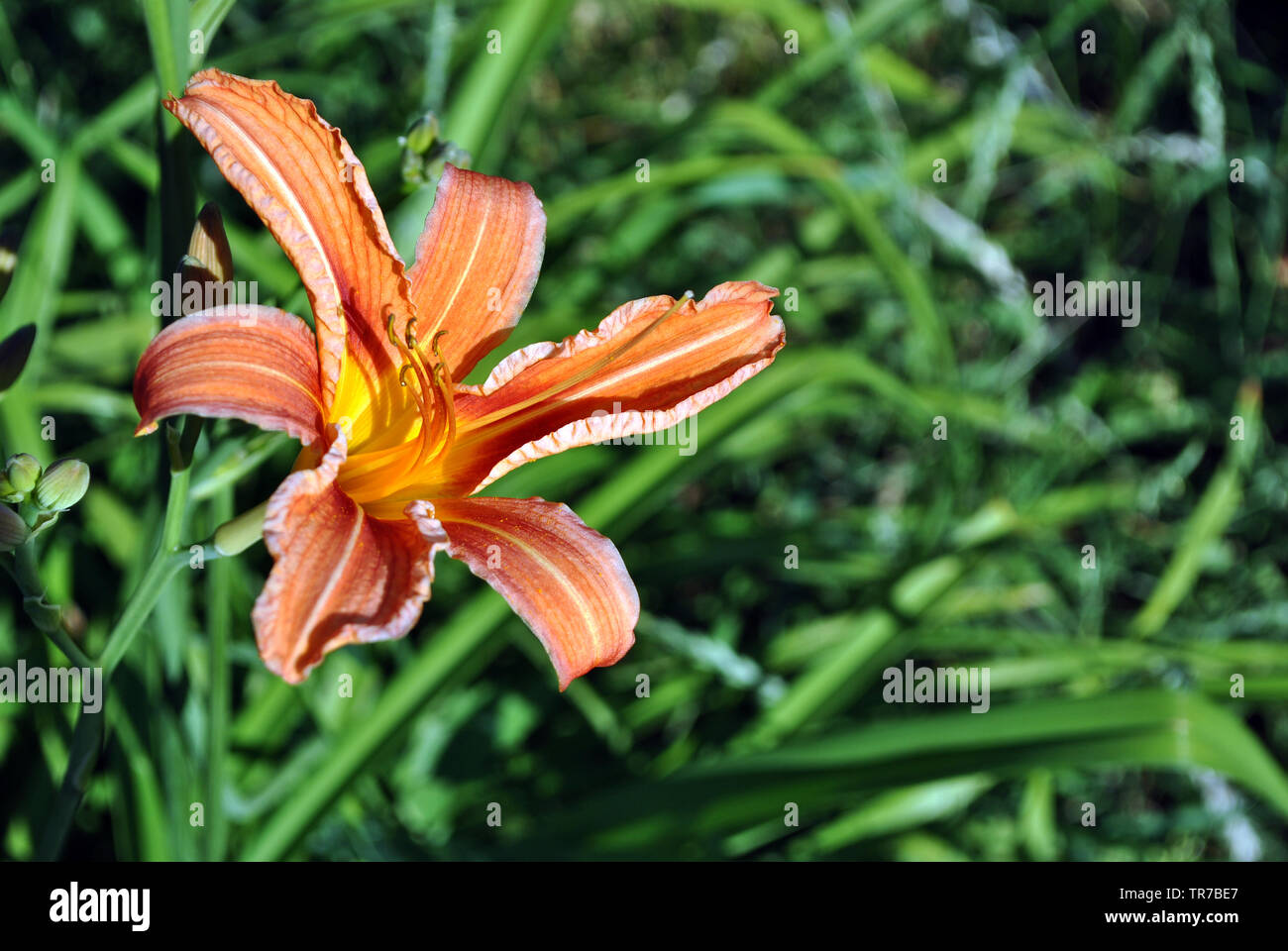 Hemerocallis fulva, the orange, tawny, tiger or fulvous daylily, ditch ...