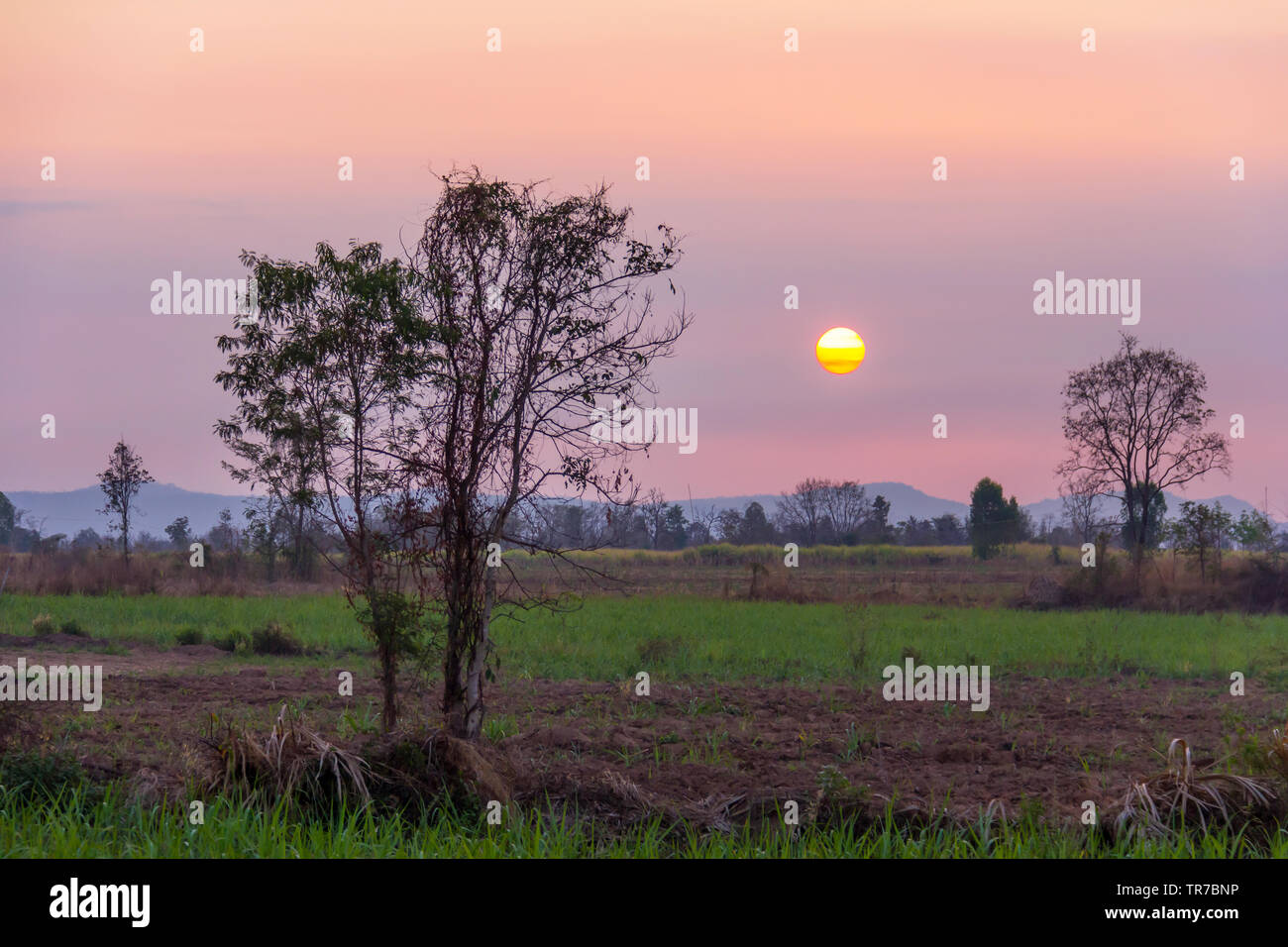 tree and mountains at sunrice Stock Photo - Alamy