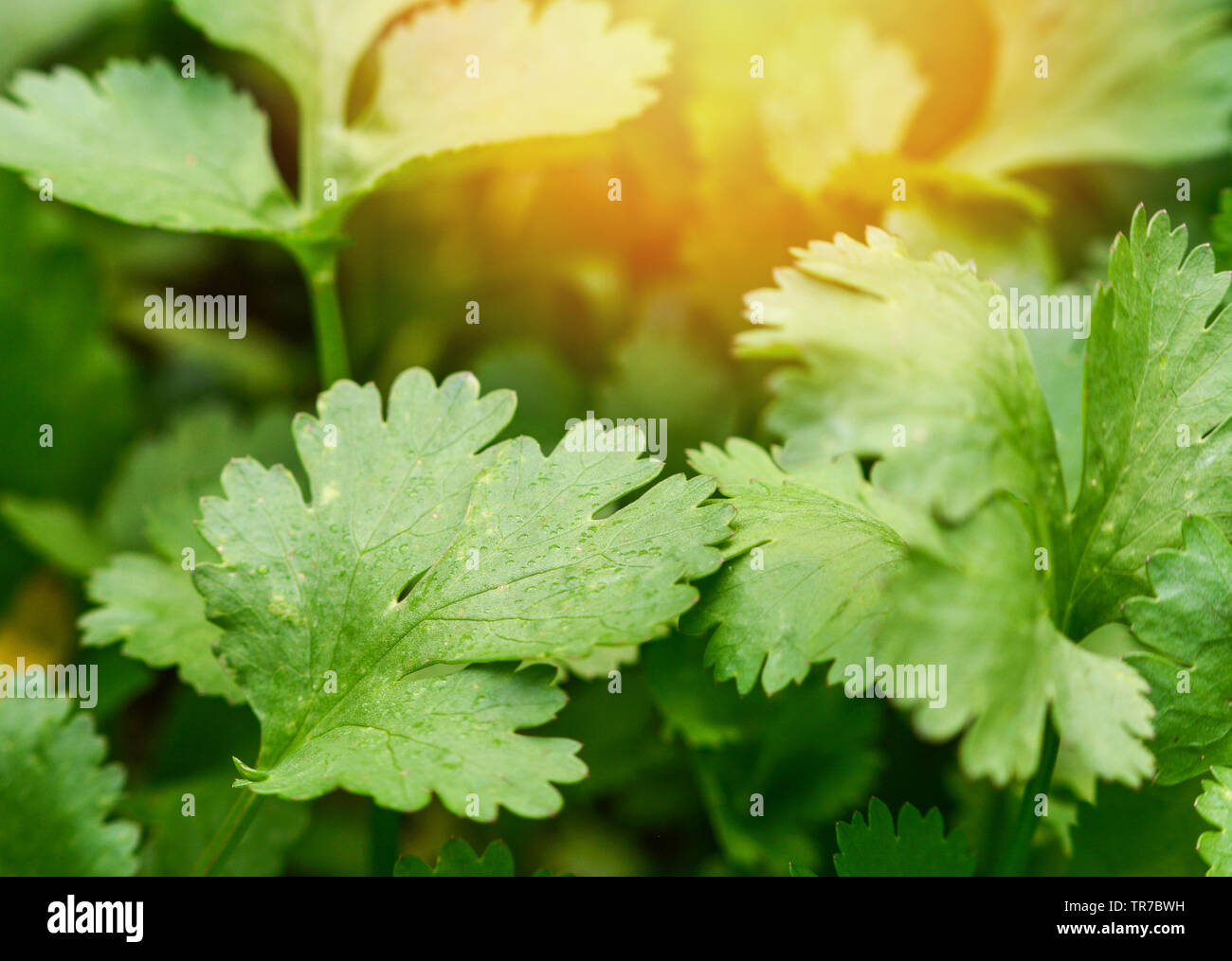 Coriander leaves plant green growth on vegetable field organic garden ...
