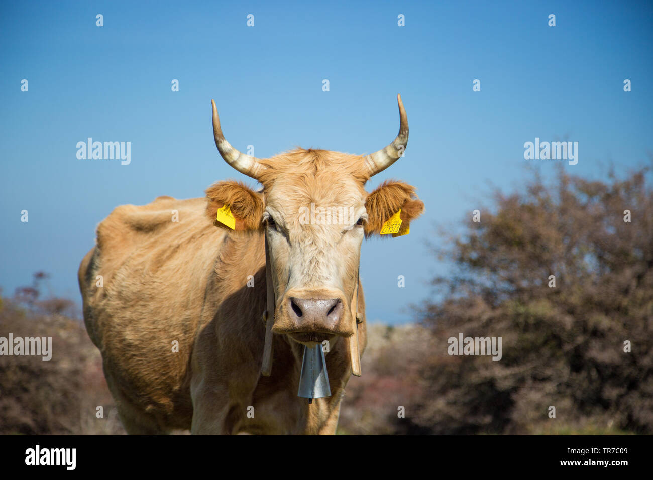 Portrait of cow in rural scene, look at camera Stock Photo - Alamy