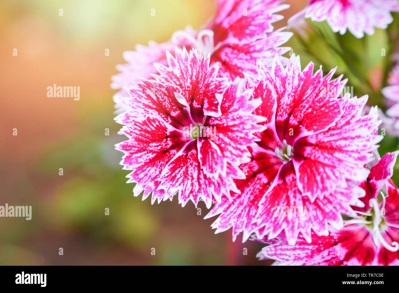 pink and white Dianthus flower blooming in the beautiful garden natural ...