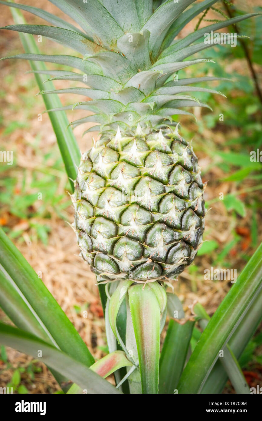 Young pineapple tree in plant hi-res stock photography and images - Alamy