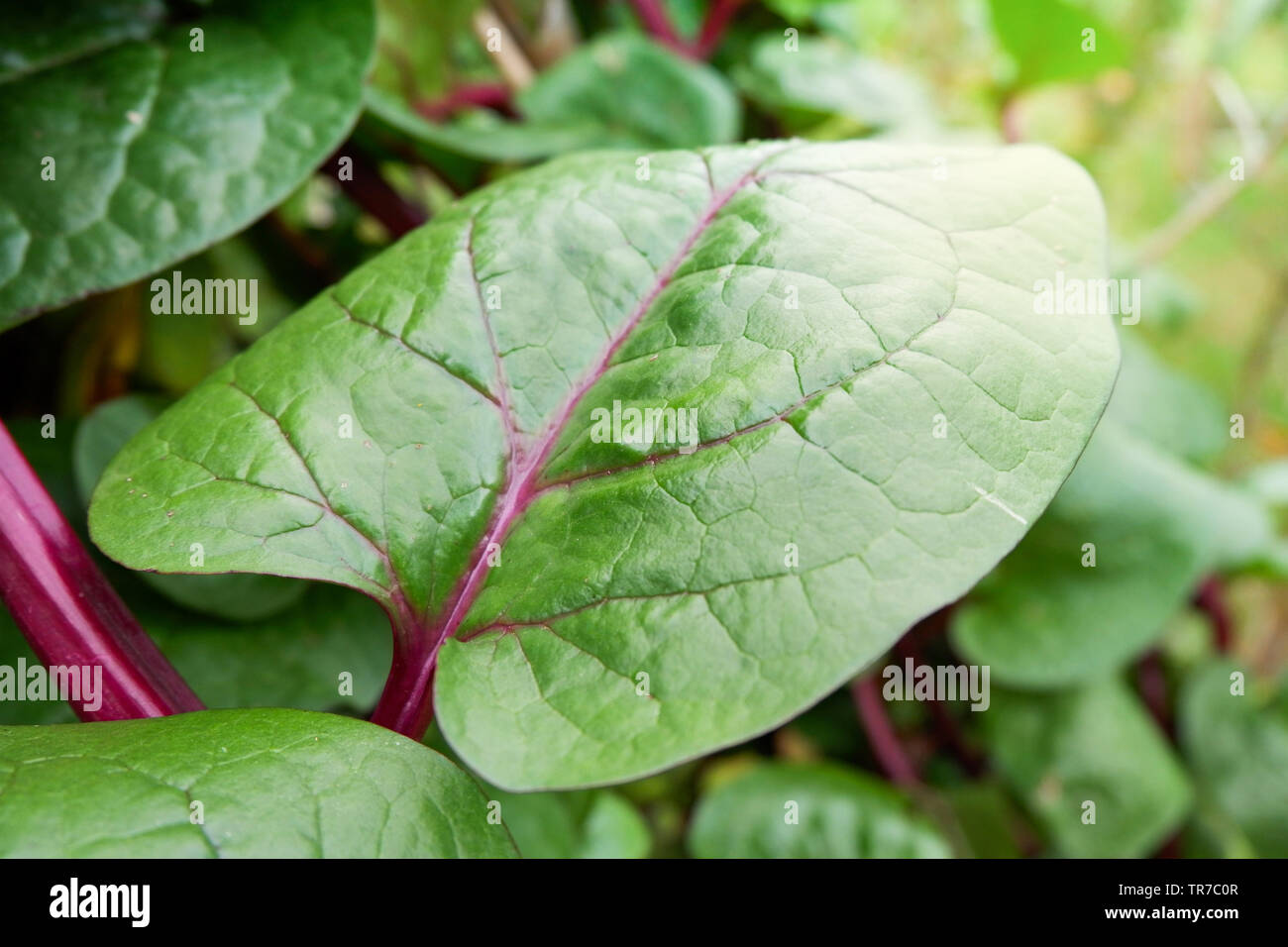 Fresh Ceylon Spinach green plant tree growing on vine in the plantation ...