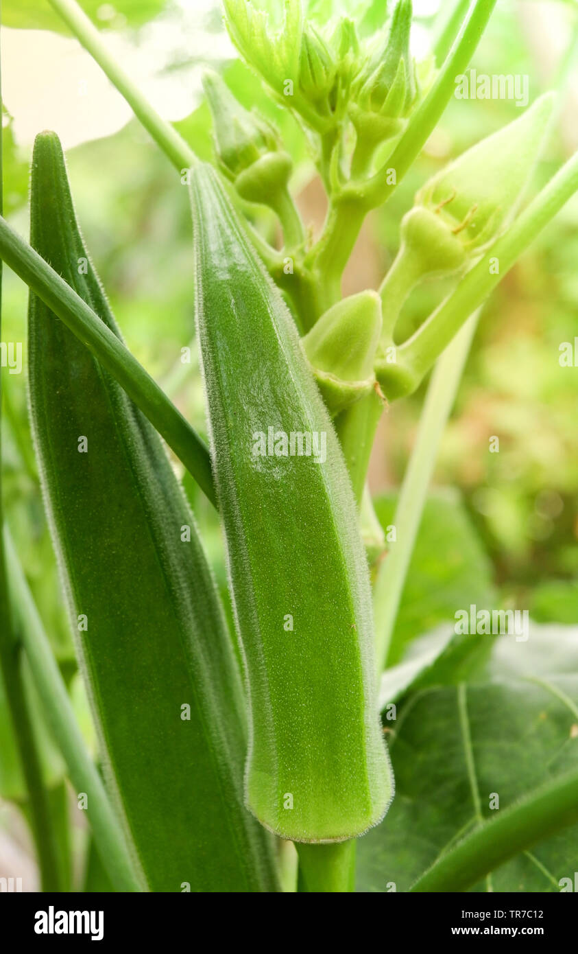 Okra fruit plant / Fresh green okra on tree in nature garden Stock ...