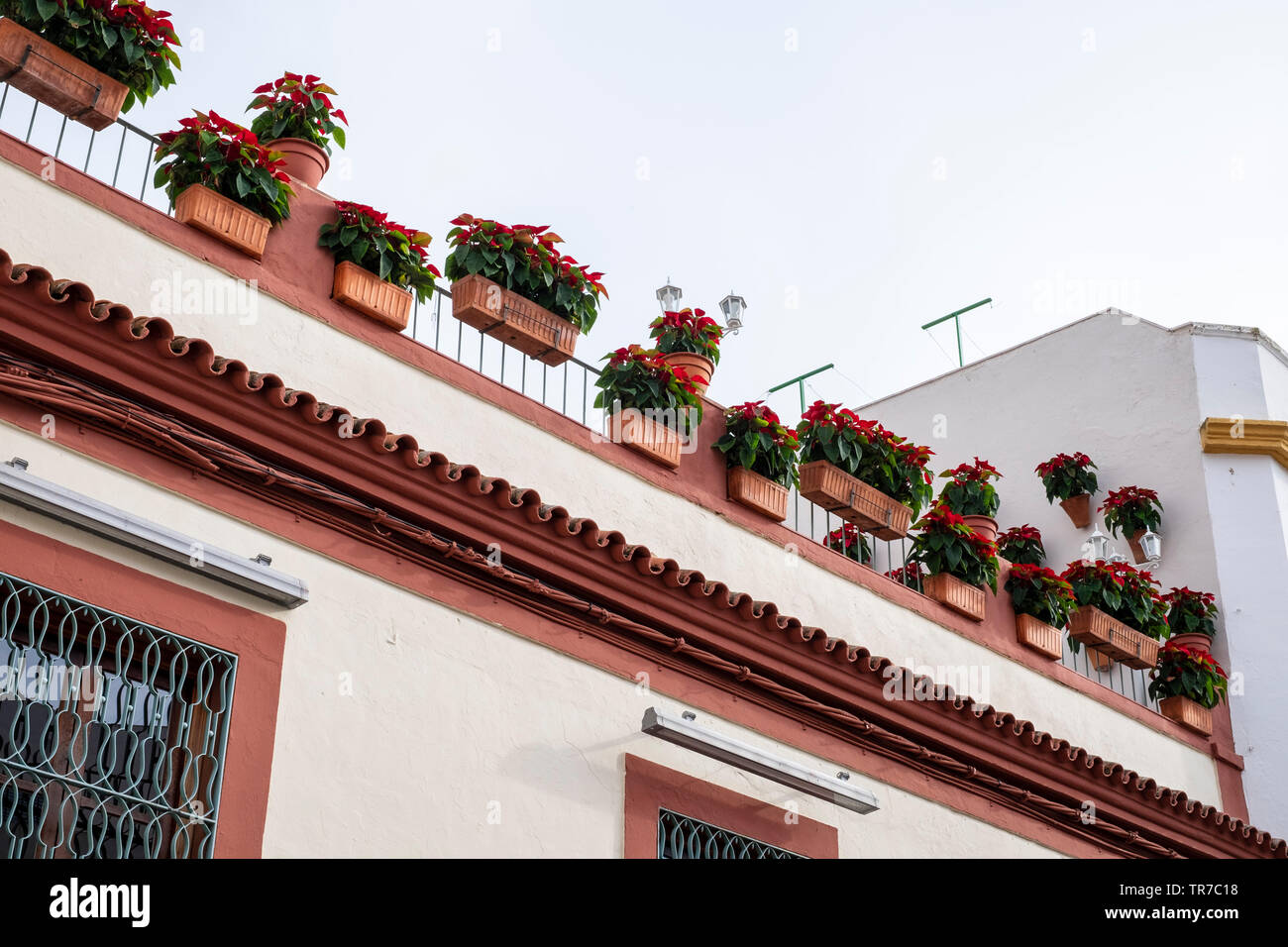 Window boxes and containers with Poinsettias, in Cordoba, Spain Stock ...