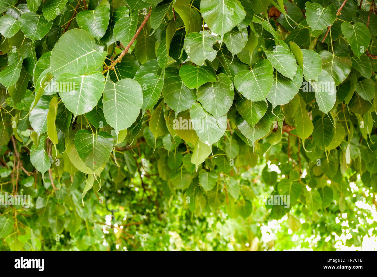 Bo Tree Leaf Stock Photos & Bo Tree Leaf Stock Images - Alamy