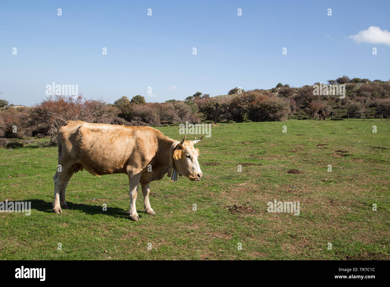 One cow grazing hi-res stock photography and images - Alamy