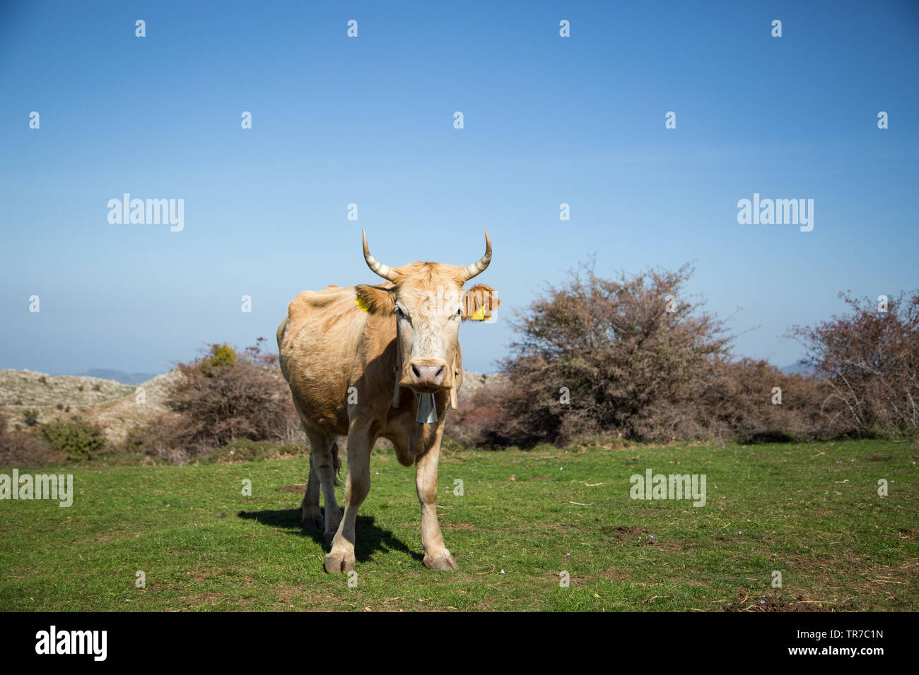 One cow grazing hi-res stock photography and images - Alamy