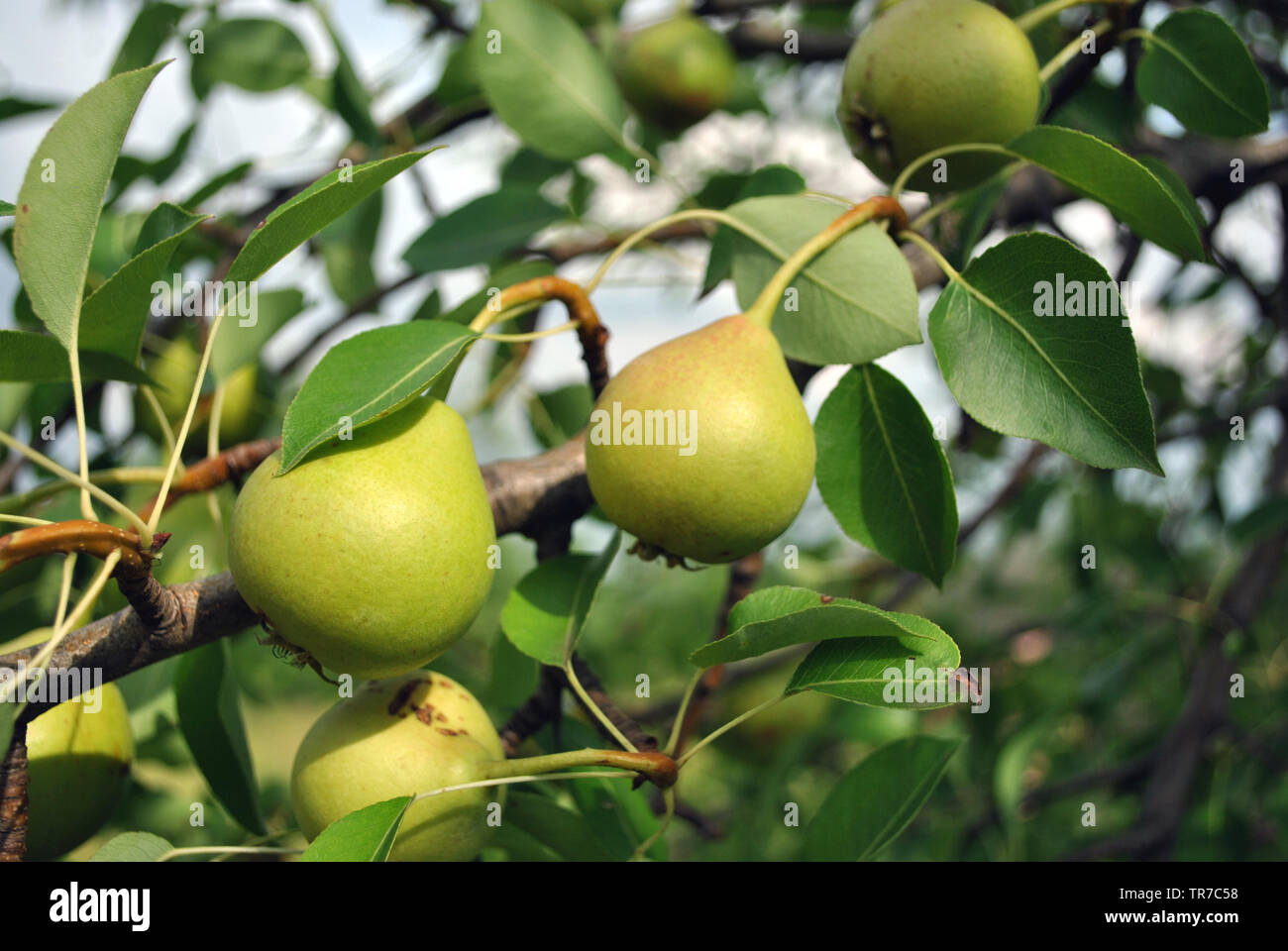Pear Tree Garden High Resolution Stock Photography and Images - Alamy
