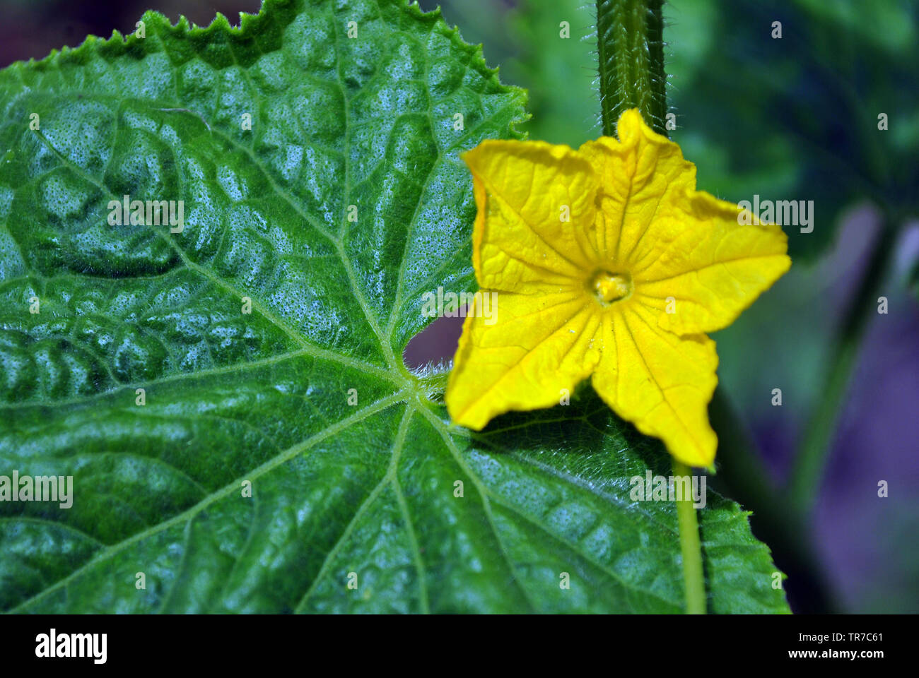 Cucumber plant growing, leaves and flower on stem, close up detail top ...
