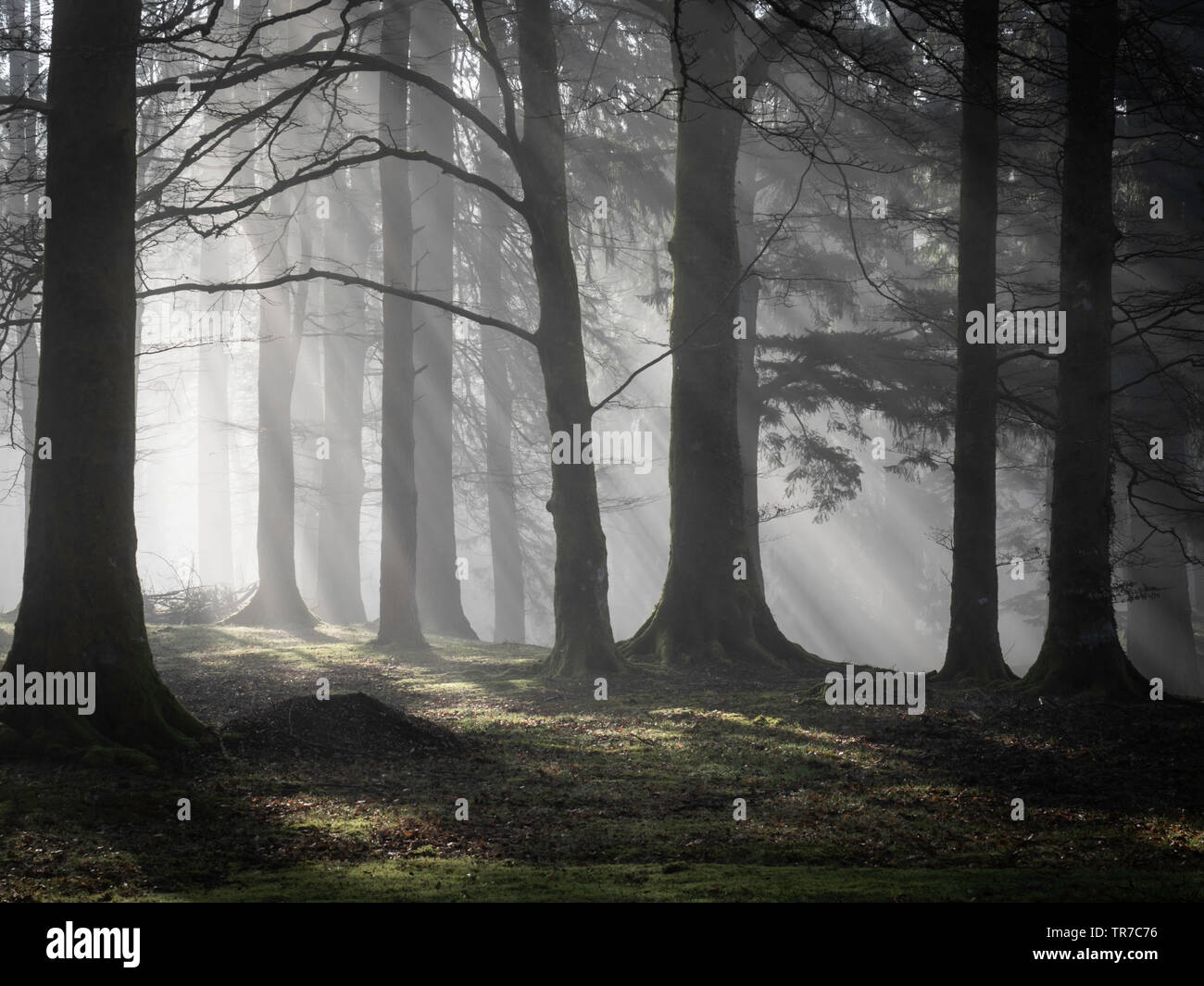 Sunlight through mist fog hi-res stock photography and images - Alamy