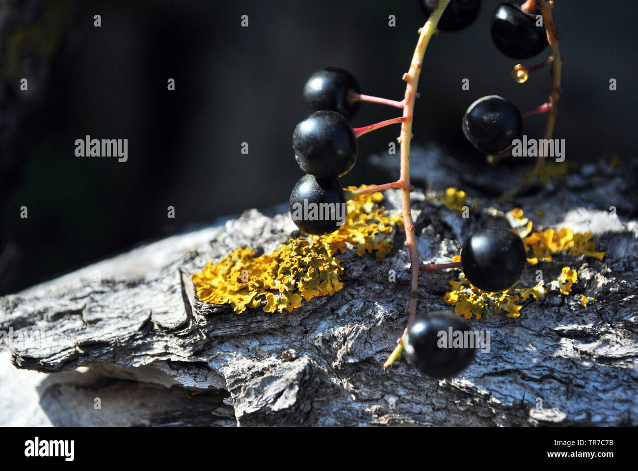 Mayday tree hi-res stock photography and images - Alamy