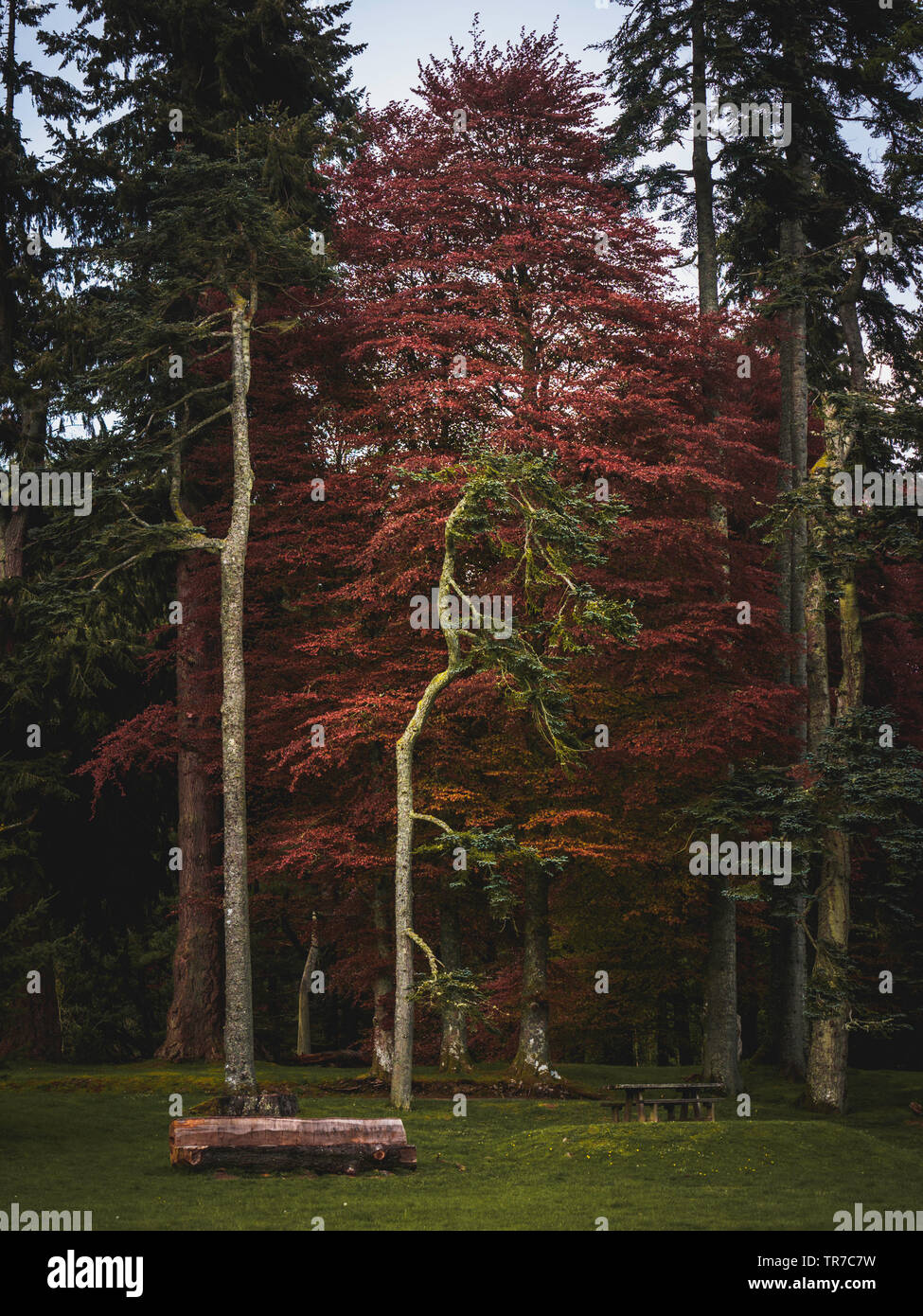 Characterful tree hi-res stock photography and images - Alamy