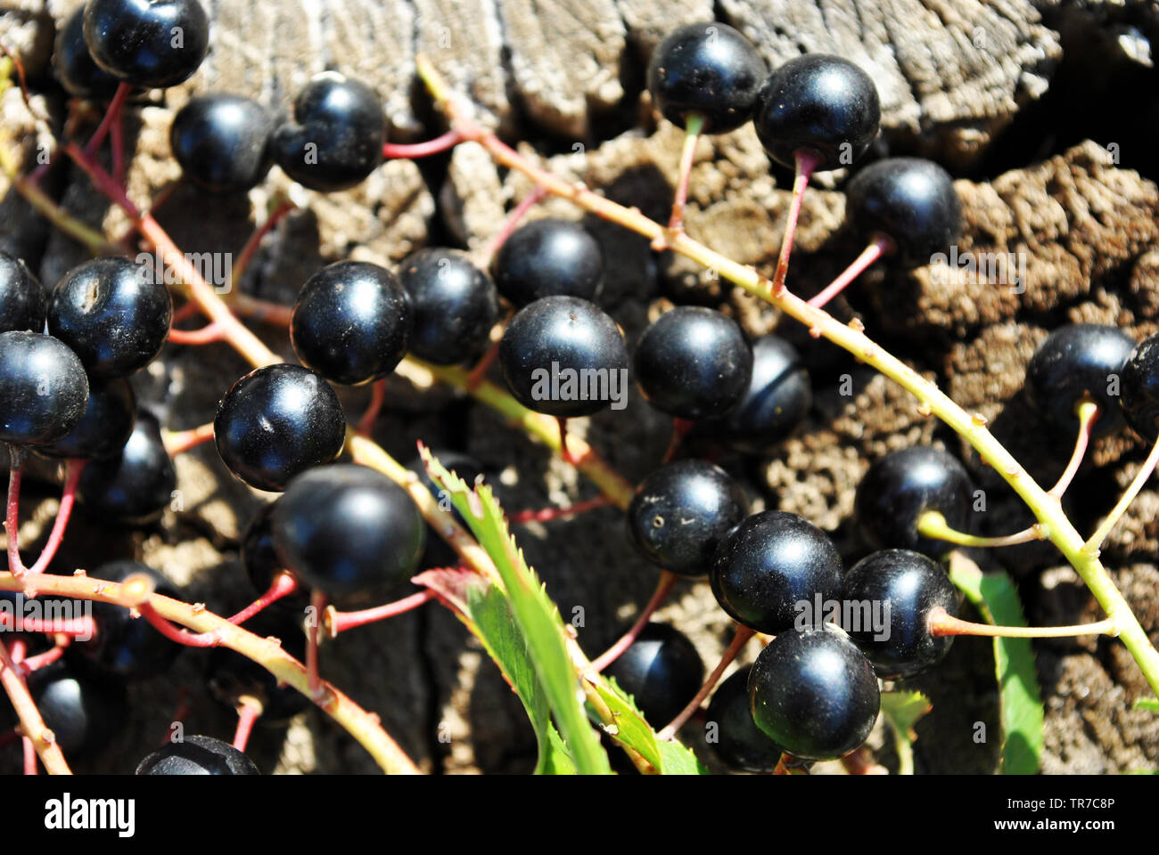 Prunus padus (bird cherry, hackberry, hagberry, Mayday tree) branches ...