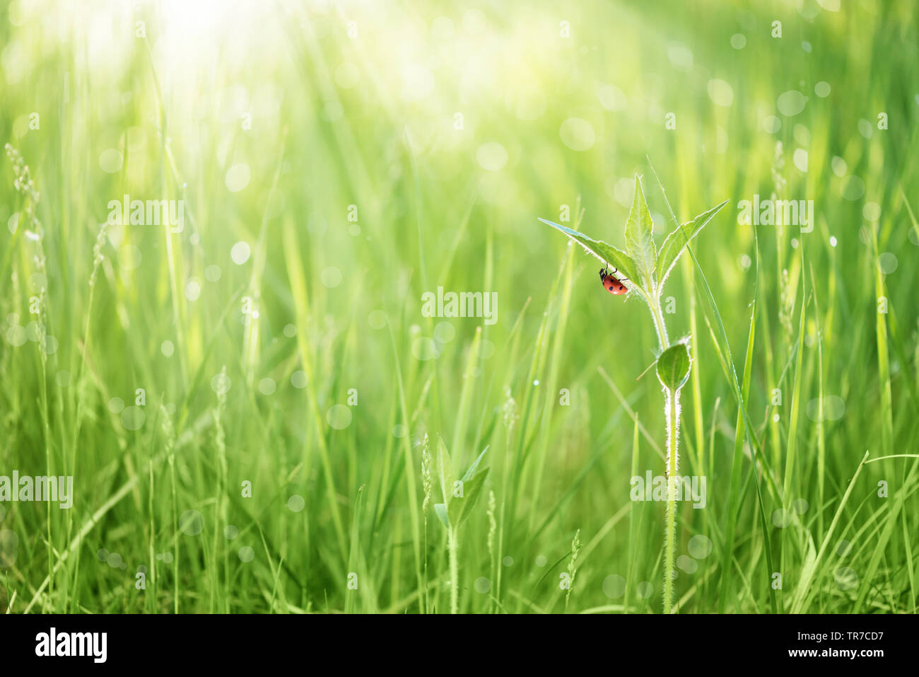 Red ladybug on a leaf of green grass in the early morning on a meadow ...