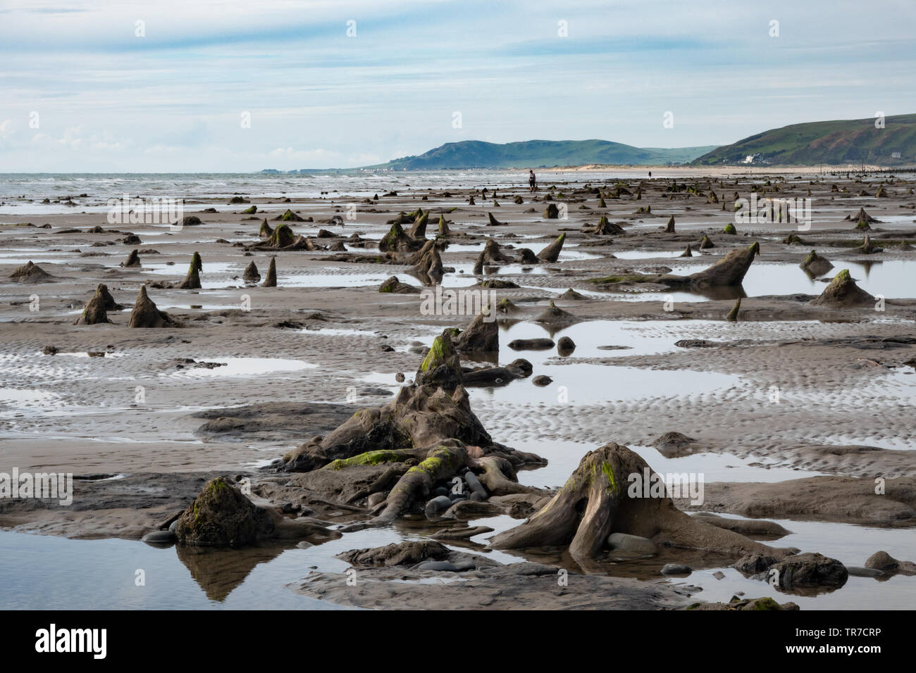Remains of the ancient sunken forest revealed at Borth, Ceredigion ...
