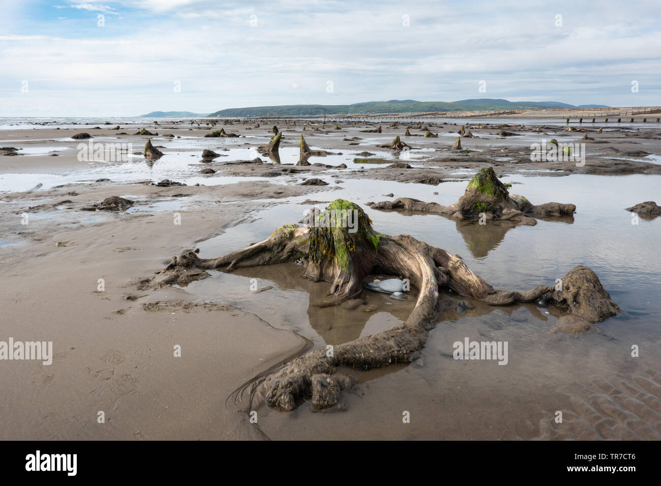 Remains of the ancient sunken forest revealed at Borth, Ceredigion ...