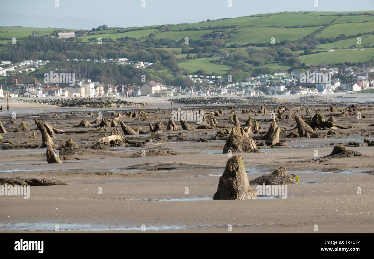 Remains of the ancient sunken forest revealed at Borth, Ceredigion ...