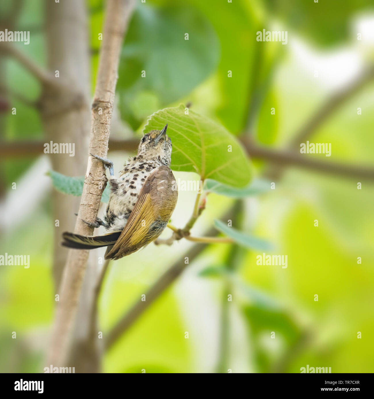 Side view of woodpecker in tree hi-res stock photography and images - Alamy