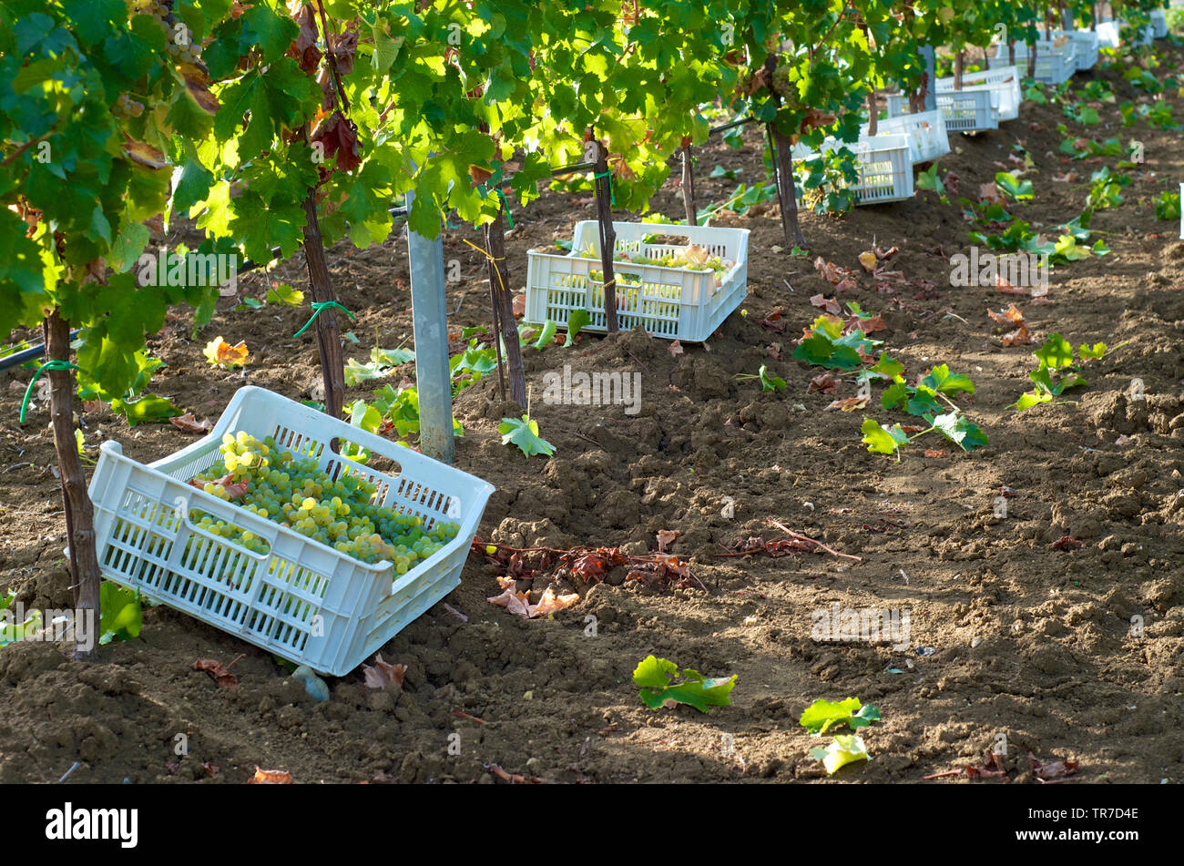 Grape harvest in the box Stock Photo - Alamy