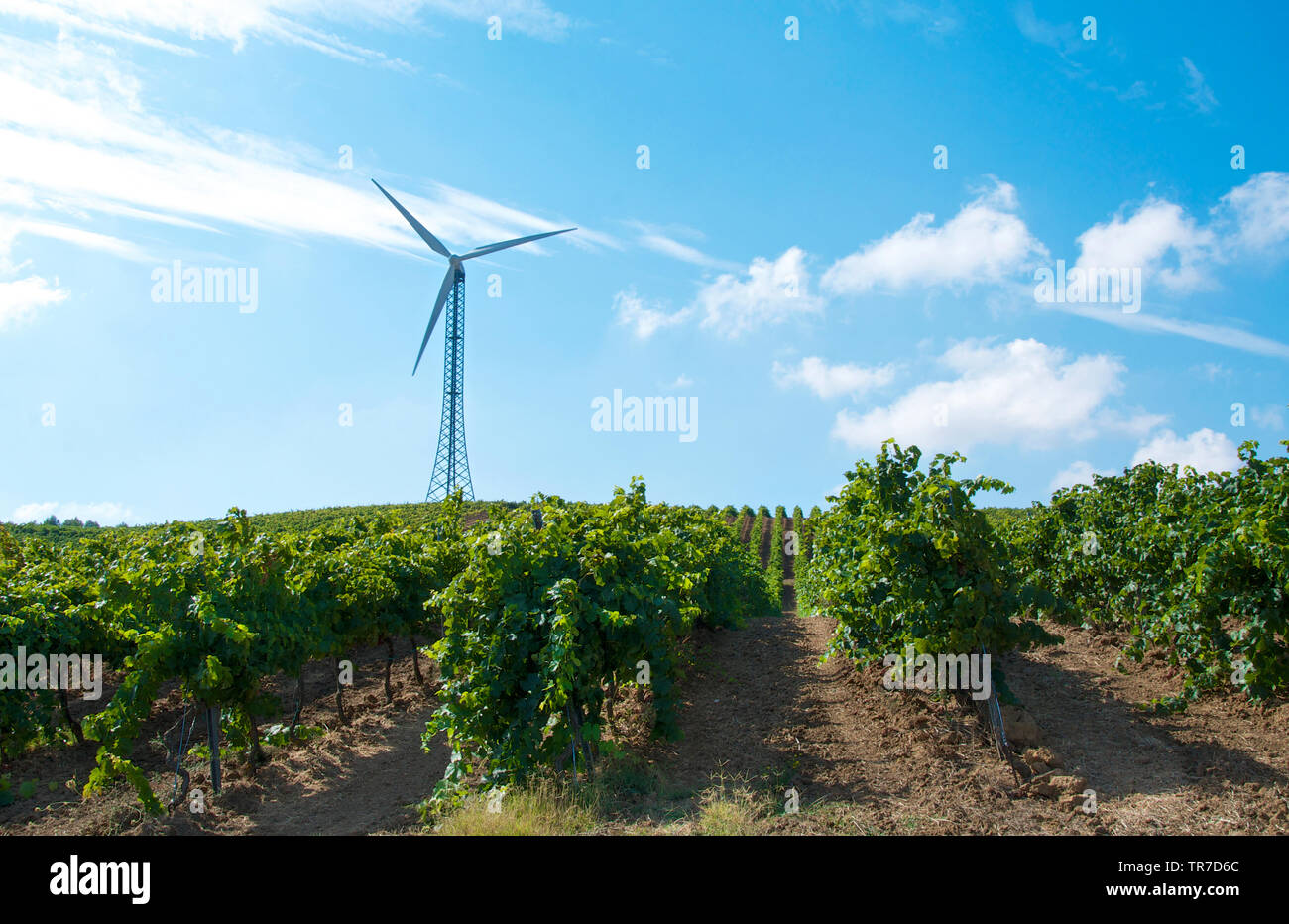Windmill turbine in the vineyards Stock Photo - Alamy