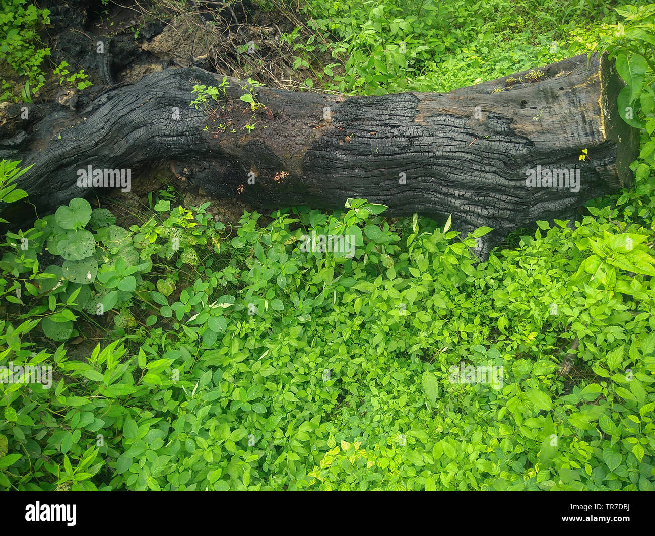 Spring season in india hi-res stock photography and images - Alamy