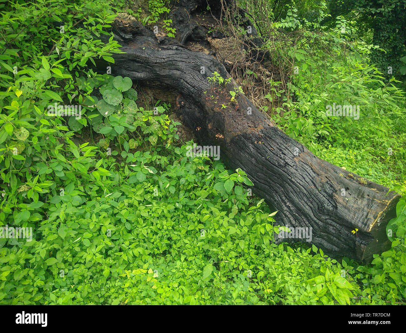 Spring season in india hi-res stock photography and images - Alamy
