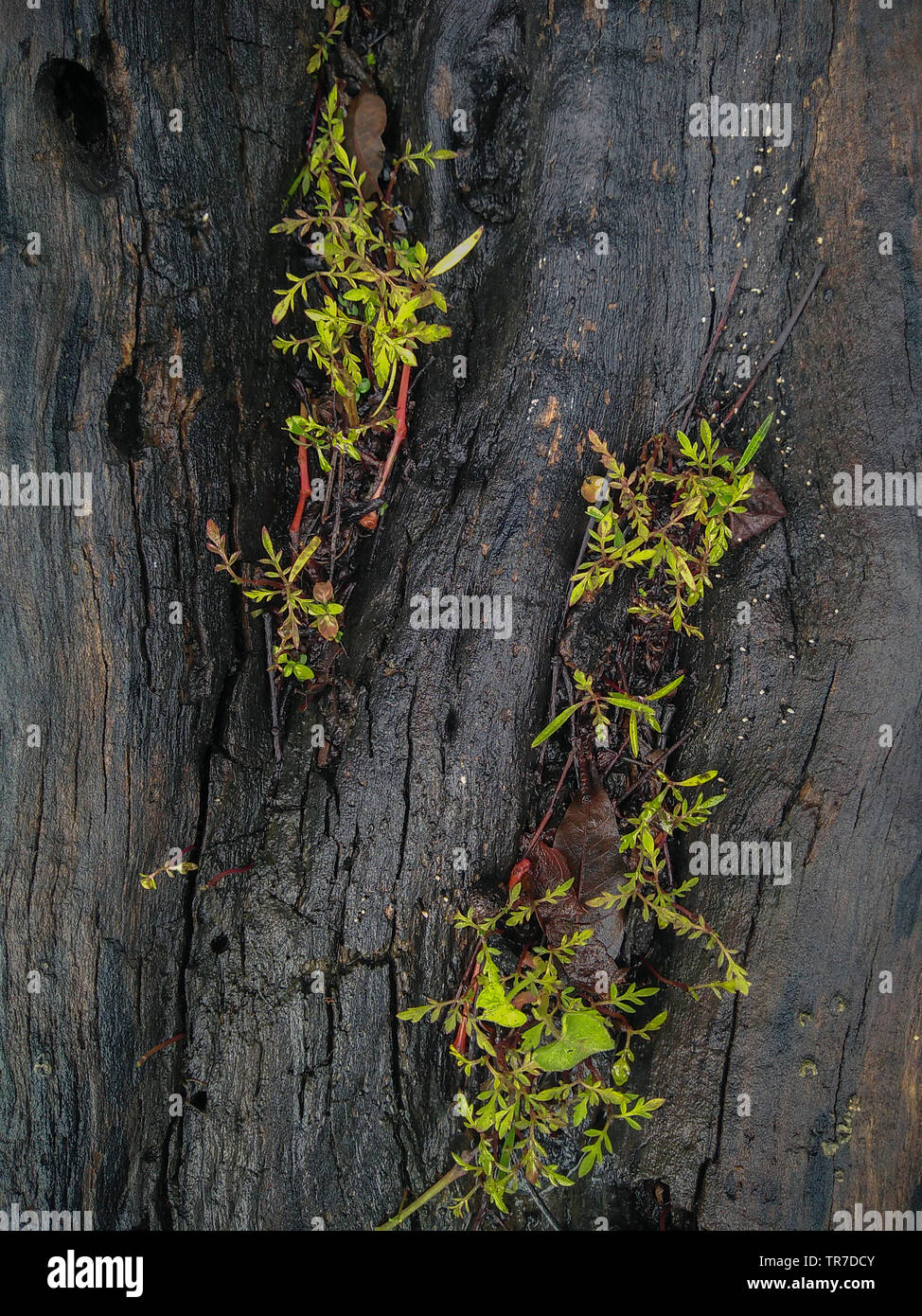 Growing new small plant on dead burnt wooden tree trunk Stock Photo - Alamy
