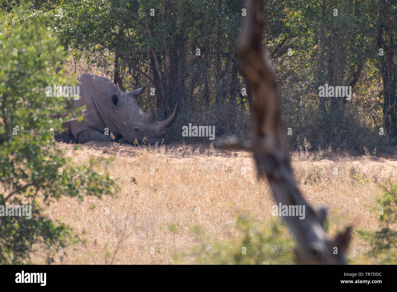 A white rhino resting in the shade of trees, South Africa Stock Photo ...